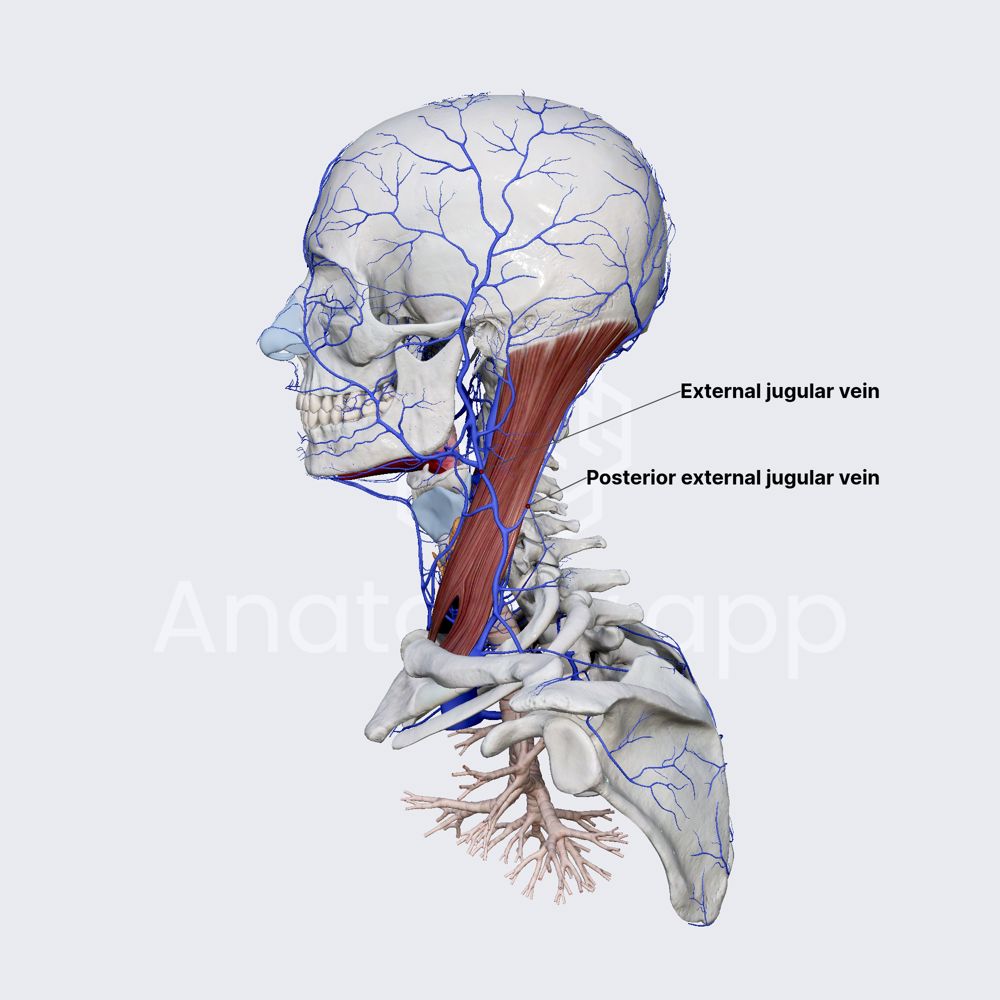 External Jugular Iv Atlas Of Applied (topographical) Human Anatomy For