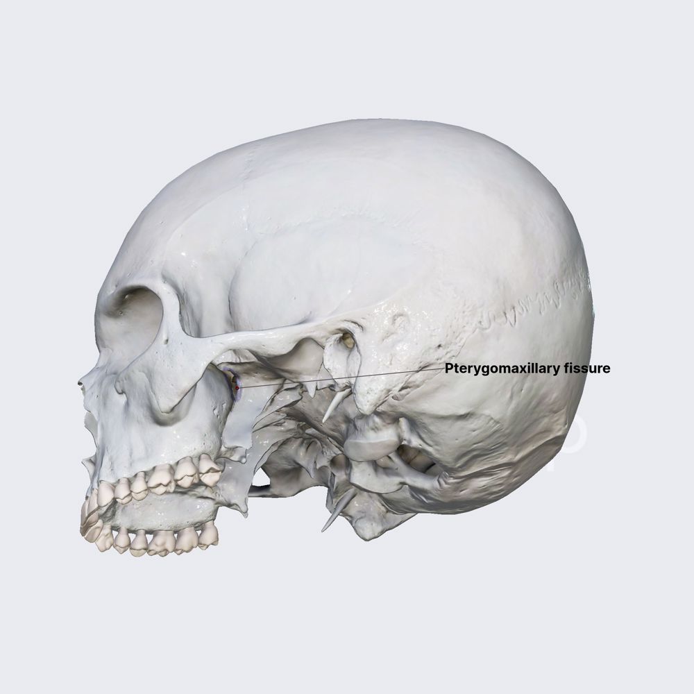 Panoramic Radiograph Pterygomaxillary Fissure