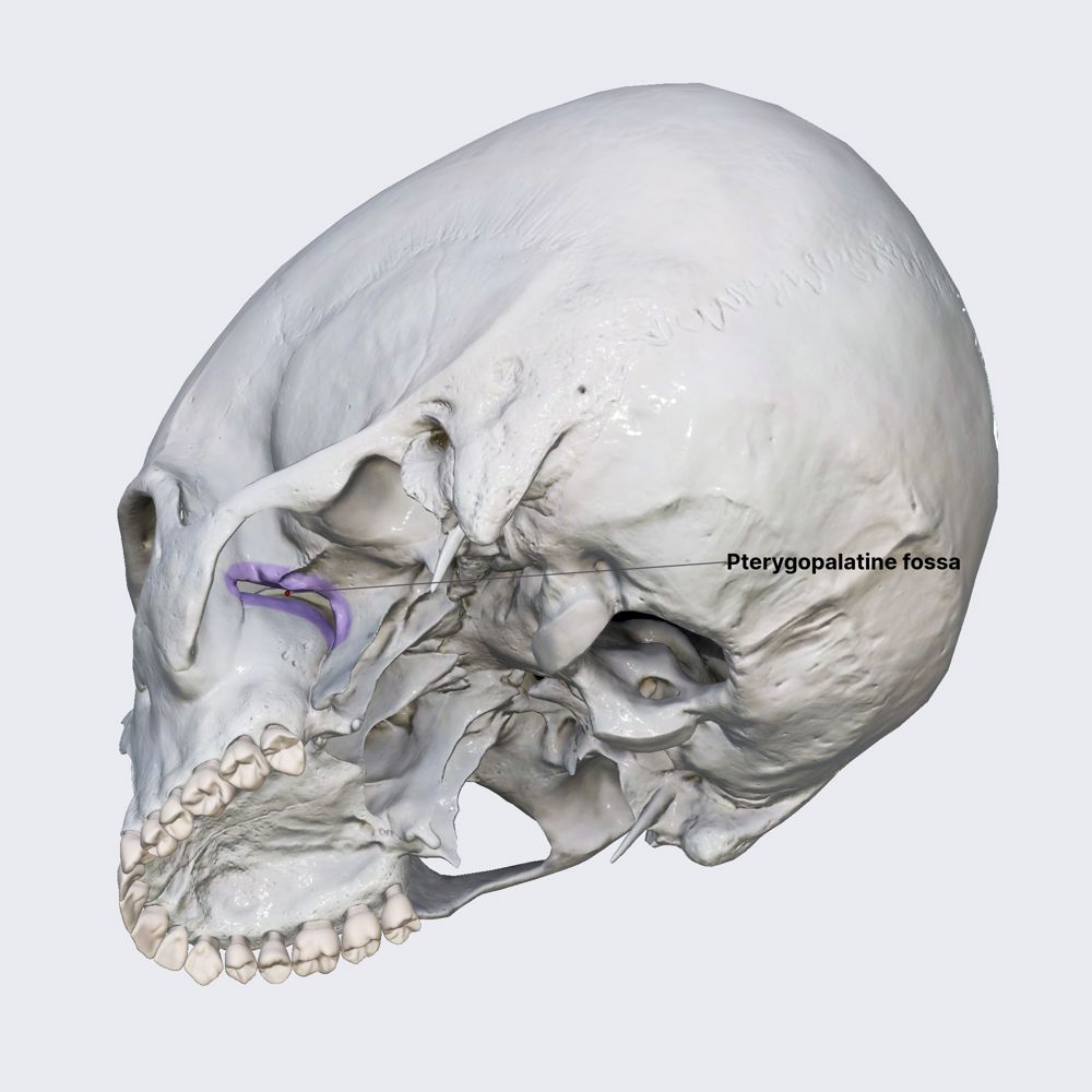 Pterygopalatine Fossa The Pterygopalatine Fossa Contents Openings