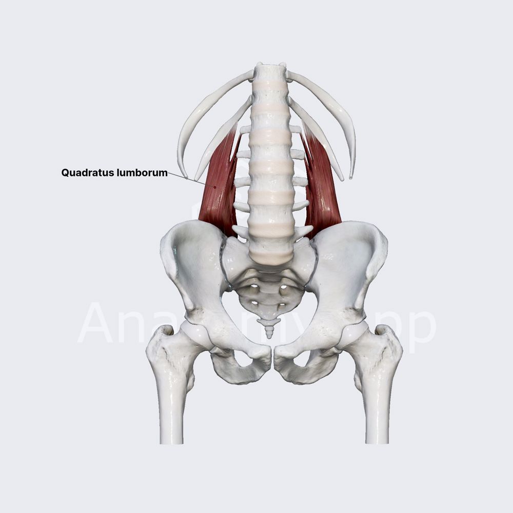 Quadratus Lumborum Anatomy Quadratus Lumborum Muscle | GetBodySmart