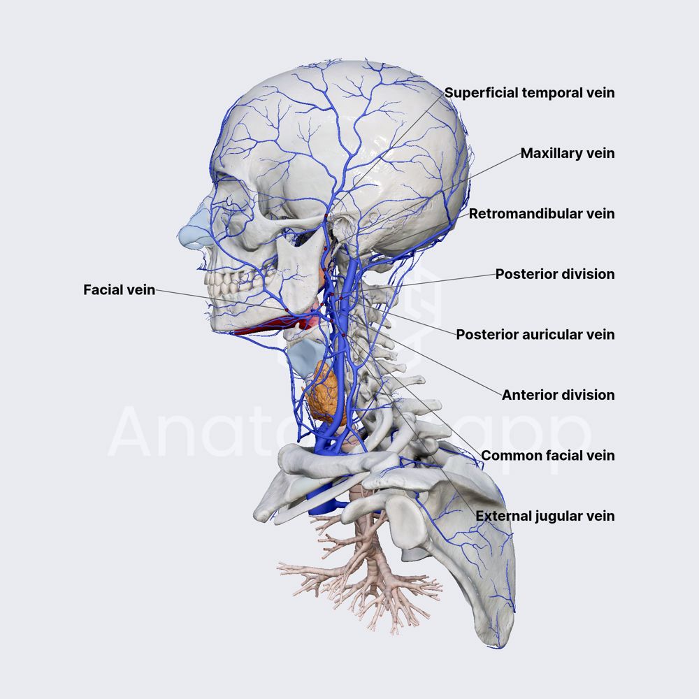 Retromandibular Vein Jugular Vein Subclavian Vein
