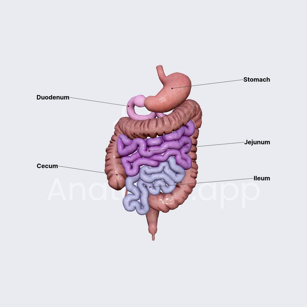 Parts Of Small Intestine