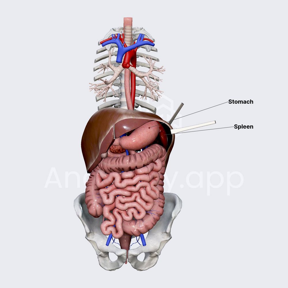 Pancreas Location Ribs