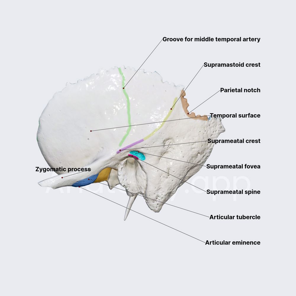 Parts Of Temporal Bone Temporal Bone Anatomy, Function, And Treatment