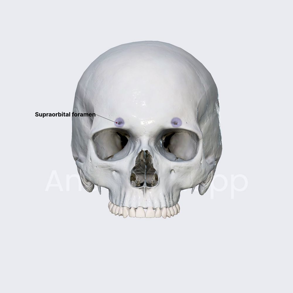 Supraorbital Foramen