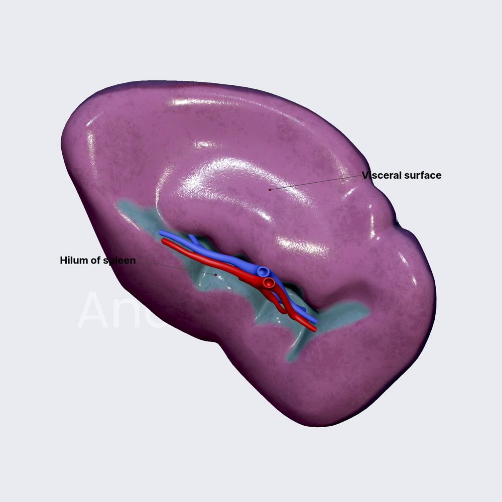 Spleen Surface Anatomy Unlocking The Mysteries Of The Spleen: