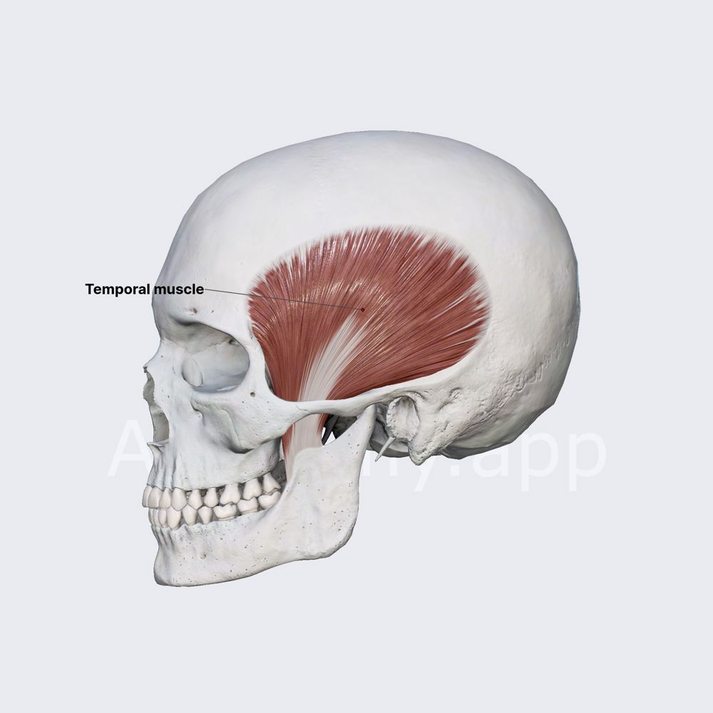 Temporalis Muscle Anatomy