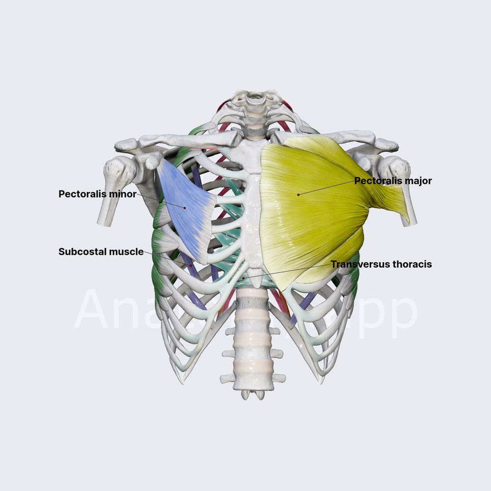 Muscles Of The Thoracic Wall 3d Anatomy Tutorial Youtube Anatomy