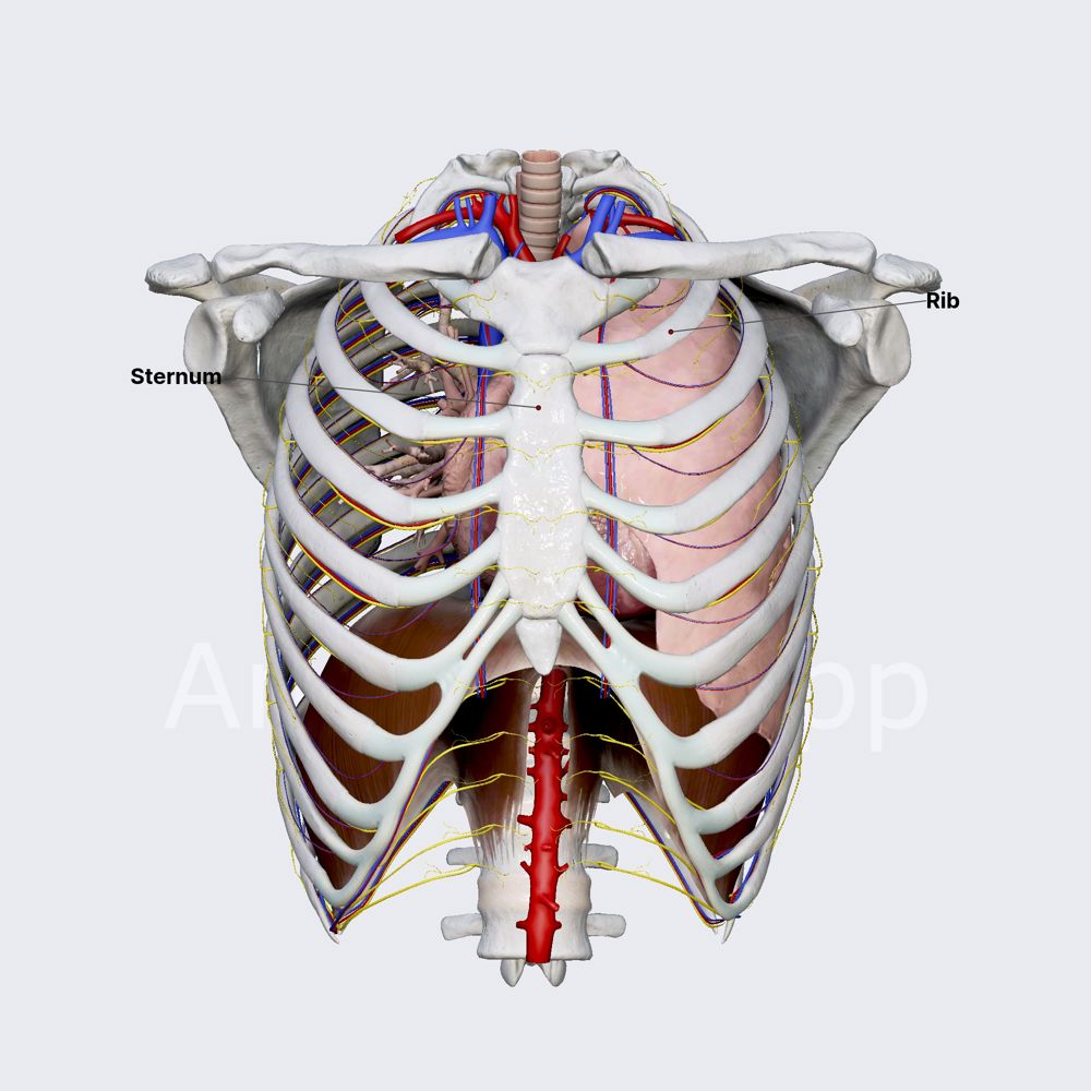 Chest Anatomy