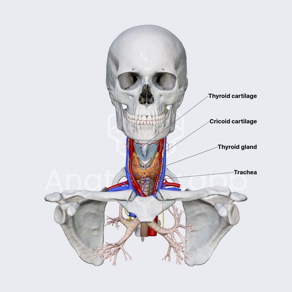 Thyroid Anatomy Anatomy Of Thyroid Gland Joll's, Beahr's, Lore