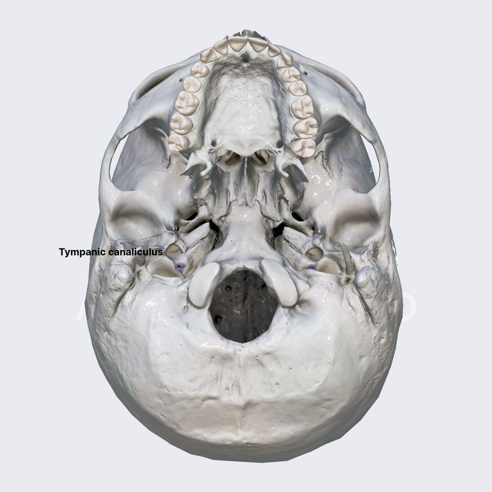 Inferior Tympanic Canaliculus
