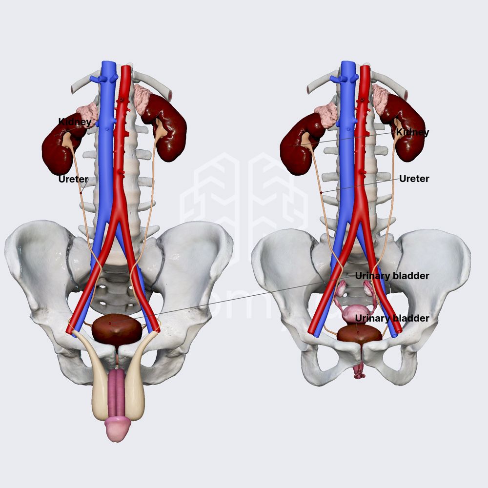 Anatomy Of The Urinary System Human Anatomy And Images 08. Urogenital