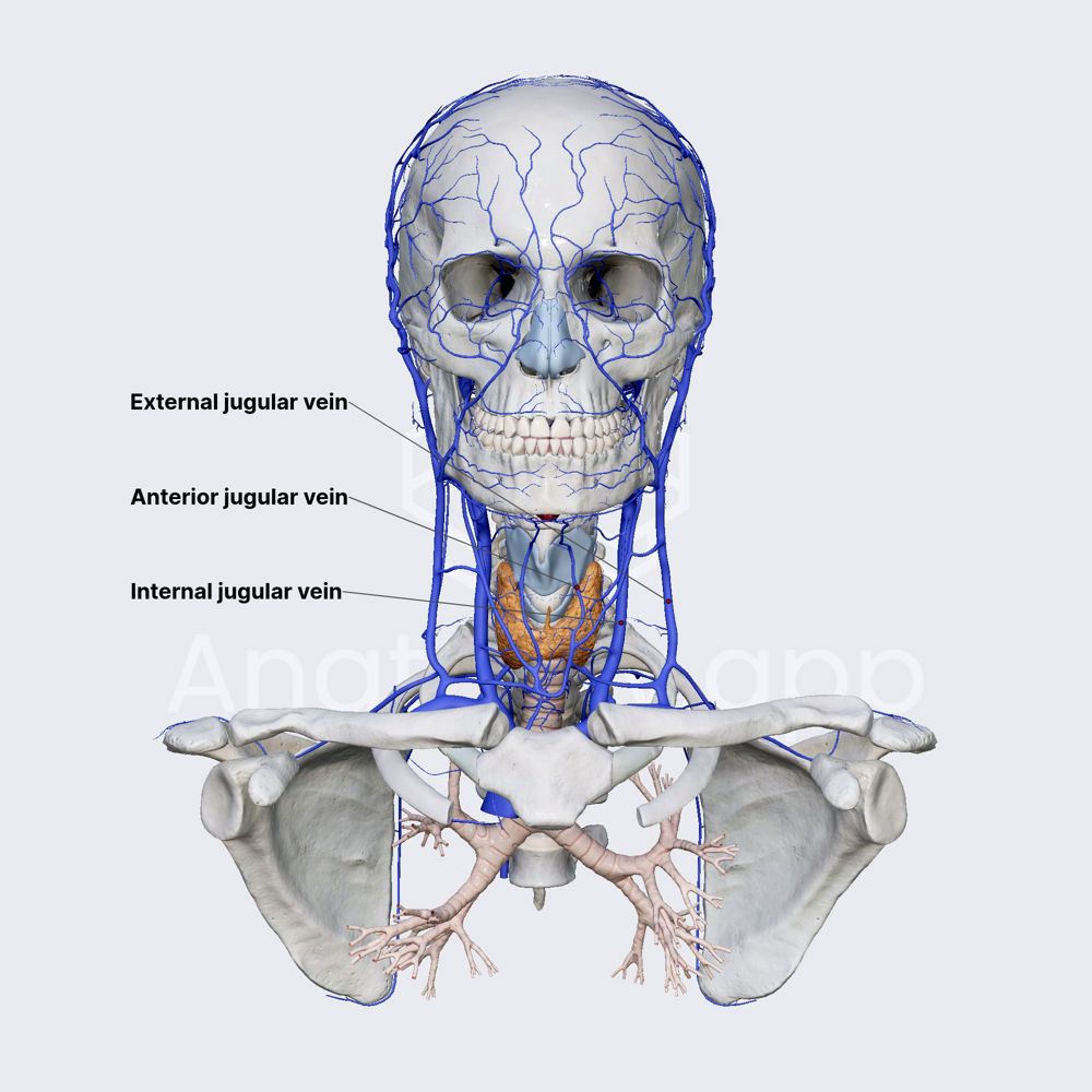 Neck Venous Anatomy