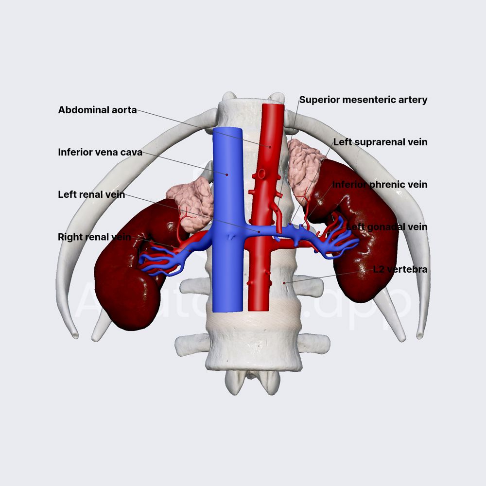 Kidney Renal Vein