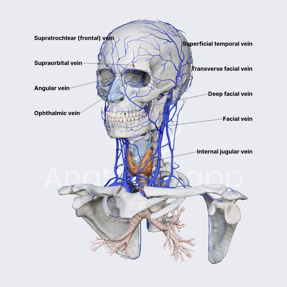 Venous Blood Flow Through The Head