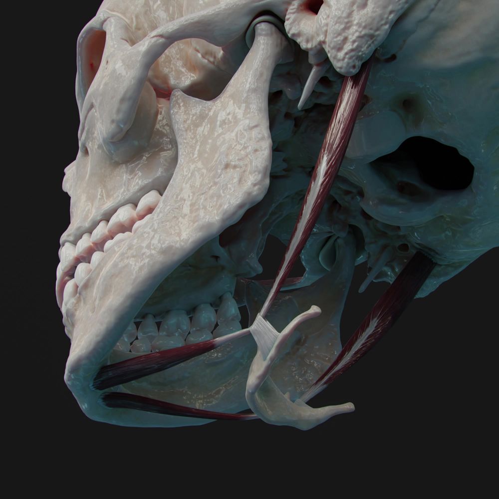 Digastric Fossa Lower Jaw Or Mandible
