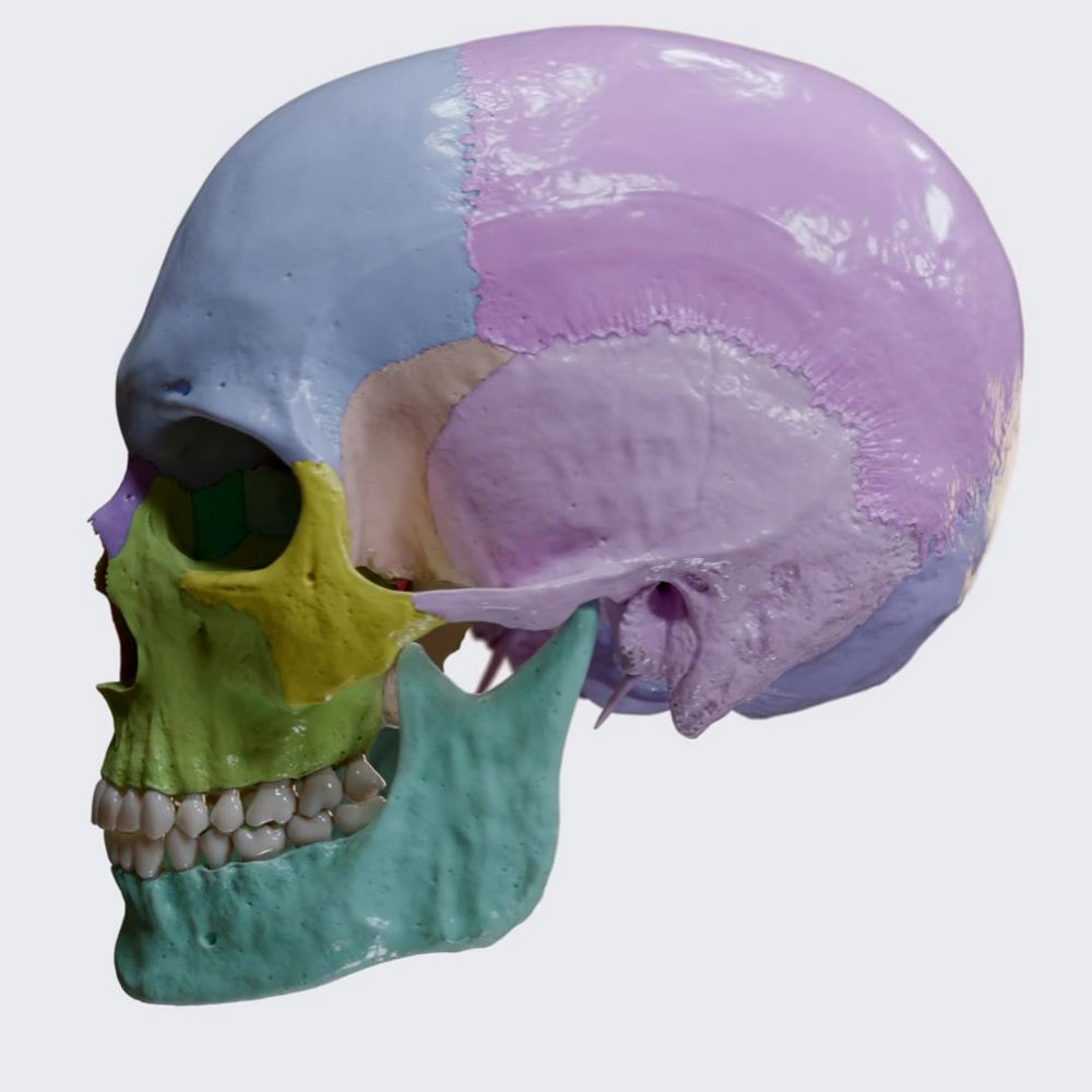 Skull Of Human Anatomy Male Human Head With Skull In Ghost Effect,