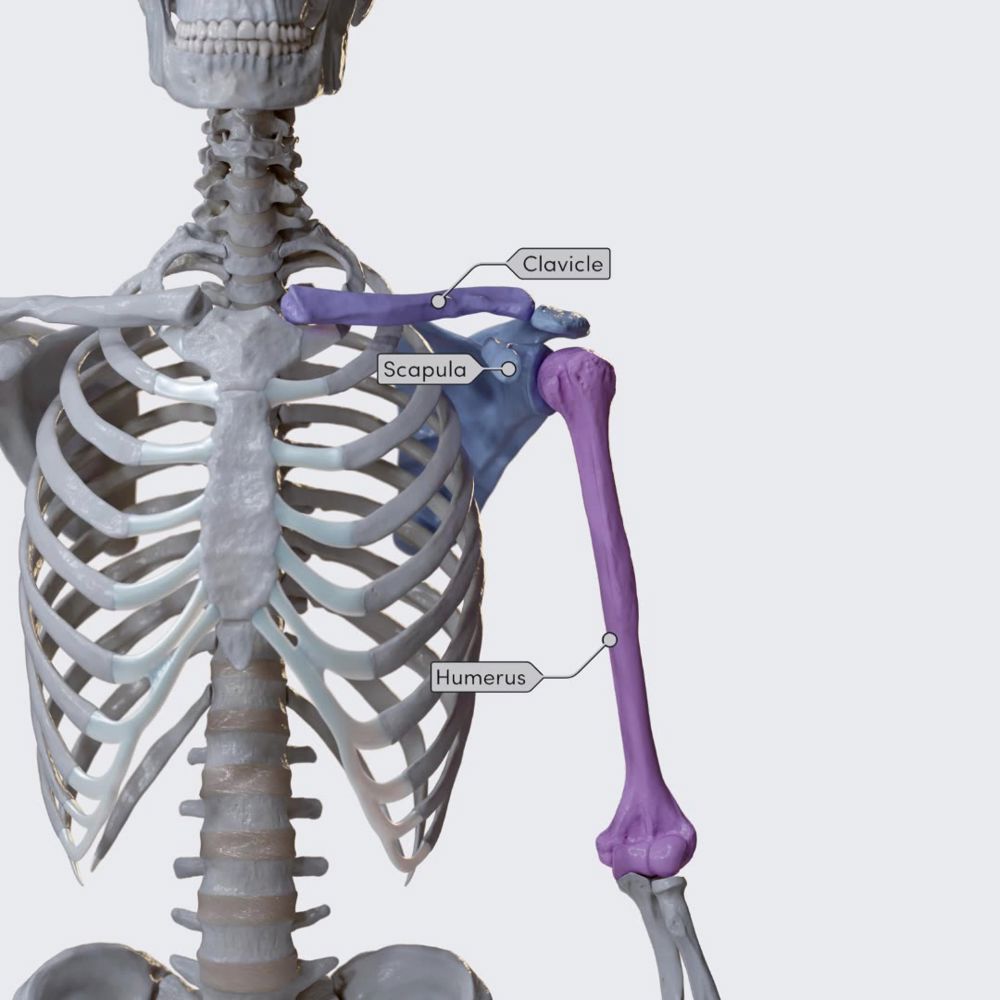 Skeletal System Scapula