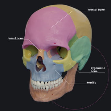 Sutures of the skull | Base | Quizzes | Anatomy.app