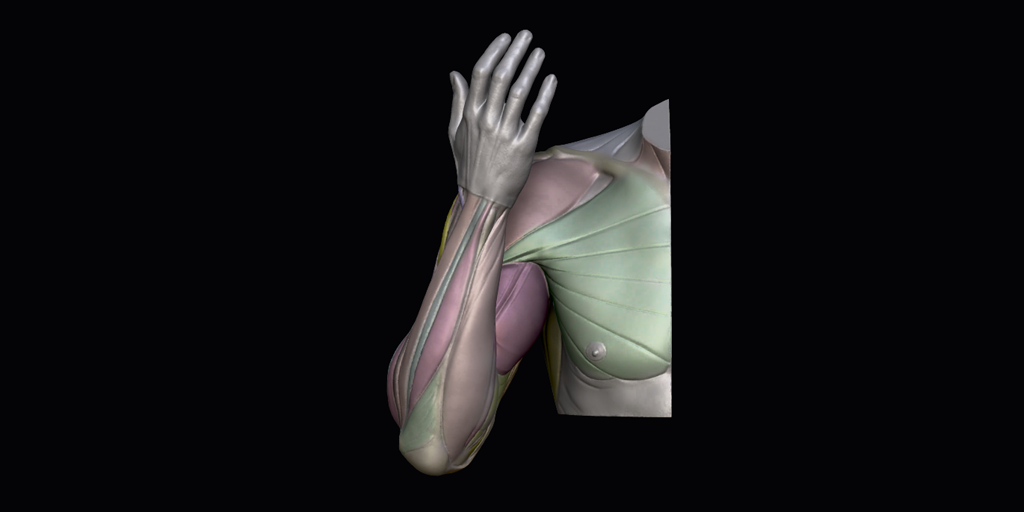 Human Proportions Calculator | Anatomy For Sculptors